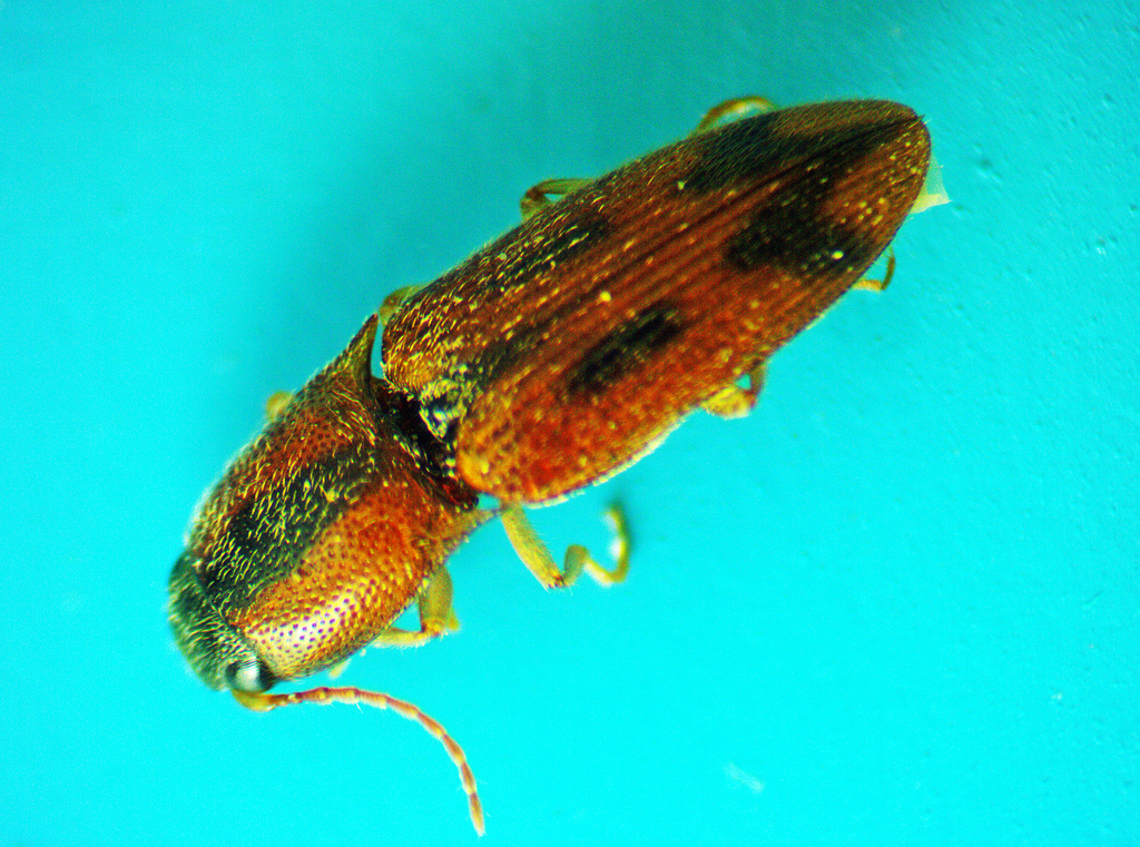 Aeolus from Lancaster County, SC, USA on May 16, 2023 at 11:04 AM by ...