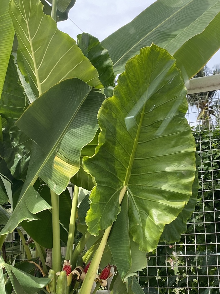 giant taro from Cebu, Cebu, Cebu, PH on May 28, 2023 at 09:57 AM by ...