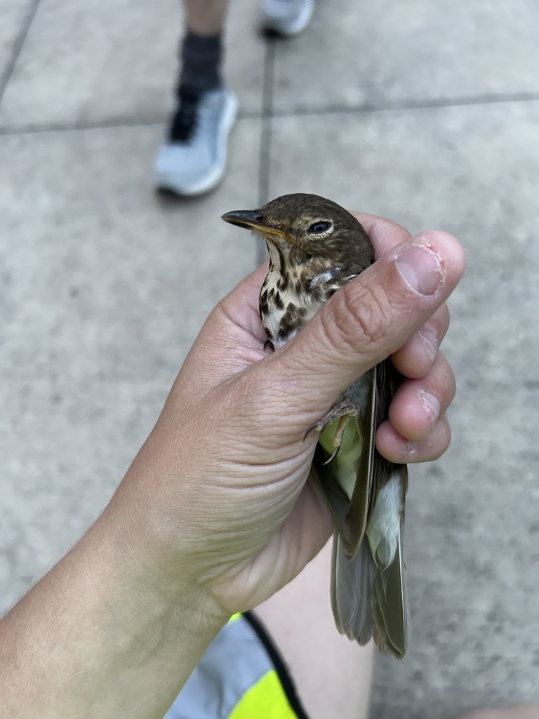 Swainson's Thrush from Trinity River Campus East, Fort Worth, TX, US on ...