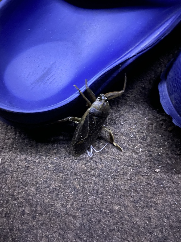 American Giant Water Bug from Kettle Lakes Provincial Park, Timmins, ON ...