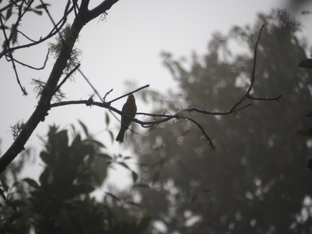 Golden-fronted Redstart from Envigado, Antioquia, Colombia on February ...