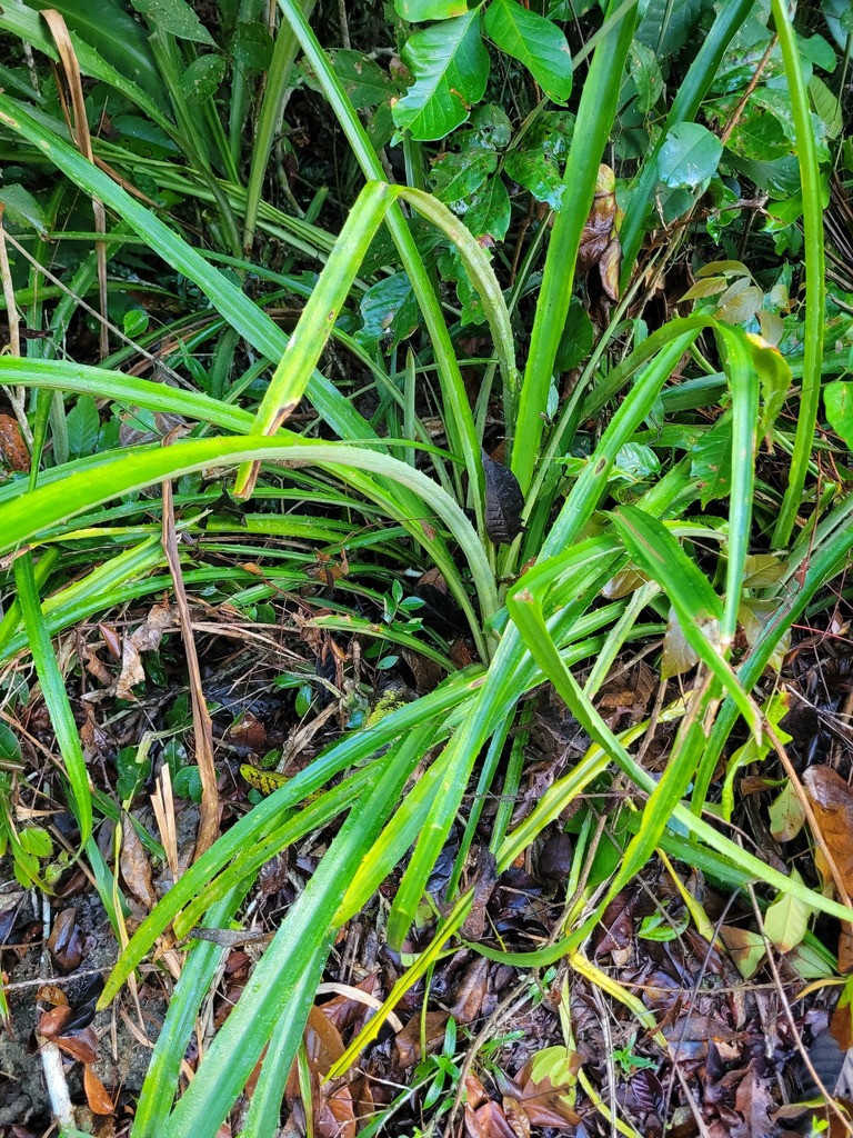 False Pineapple from Linhares, ES, Brasil on July 11, 2022 at 07:15 AM ...