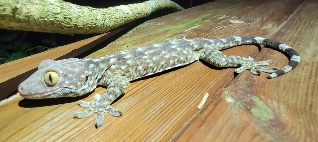 Tokay Gecko from Xishuangbanna Dai, CN-YN, CN on May 29, 2023 at 08:18 ...