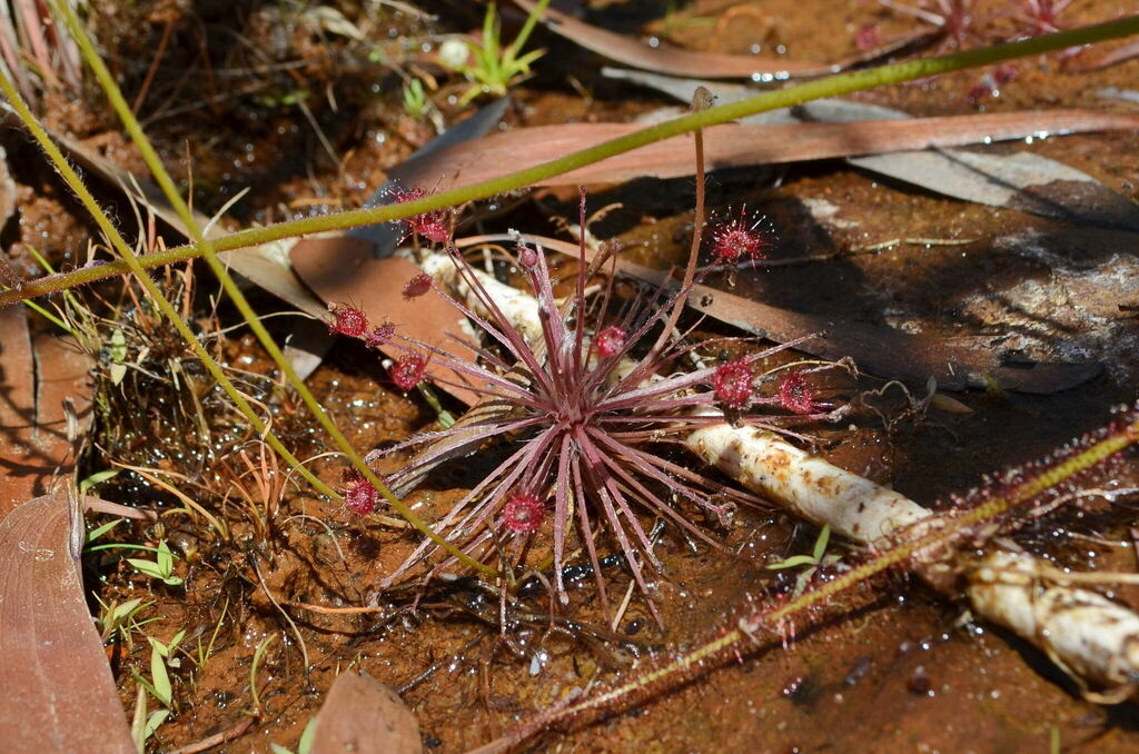 Drosera paradoxa from Drysdale River WA 6740, Australia on August 2 ...