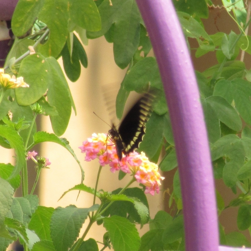 Polydamas Swallowtail in May 2023 by Alejandra Vázquez · iNaturalist