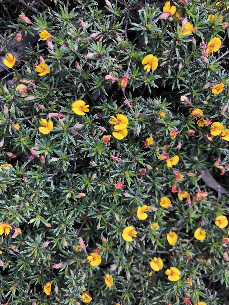 matted bush-pea from Tasmania, Sandford, TAS, AU on October 4, 2021 at ...