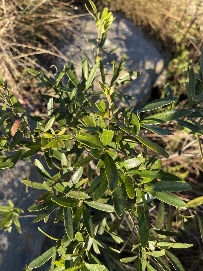 White-Stem Guarri from Abaqulusi, KZN, ZA on May 20, 2023 at 07:30 AM ...