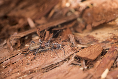Subspecies Callidiellum villosulum arisanum · iNaturalist