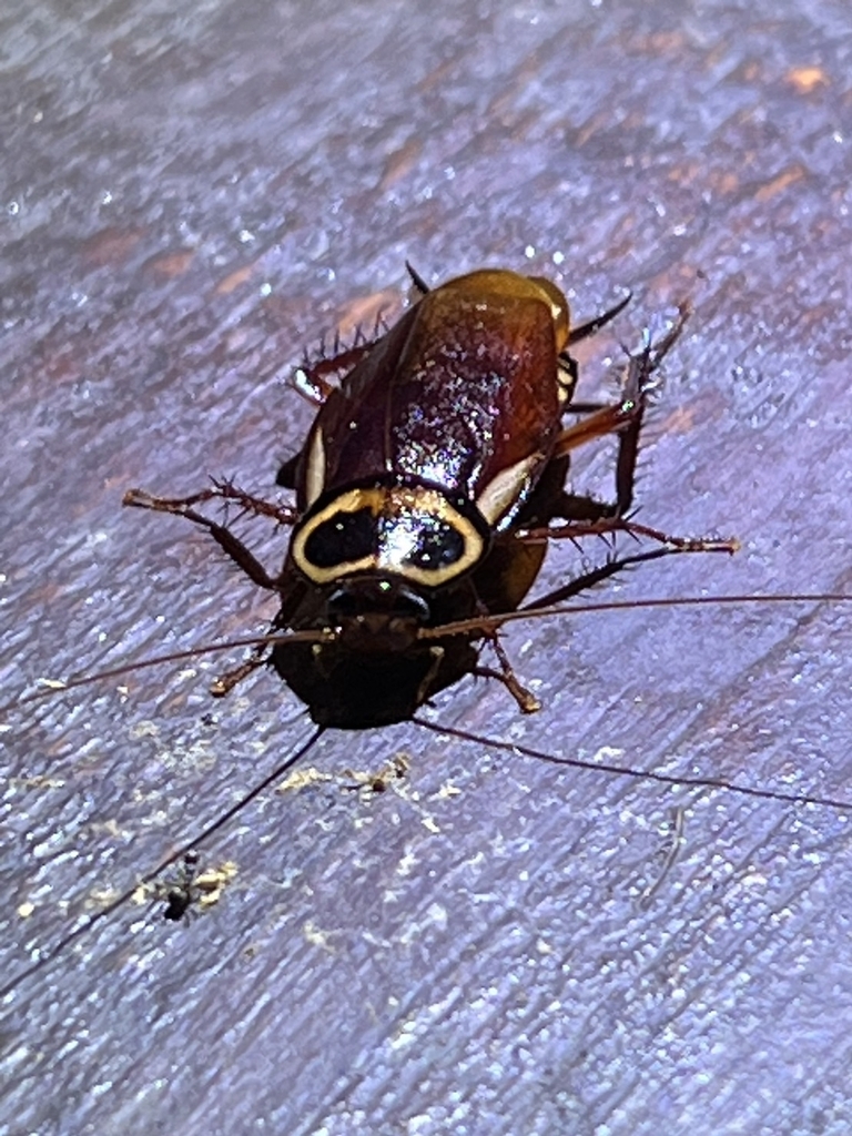 Australian Cockroach from 552台灣南投縣集集鎮八張里 on May 29, 2023 at 08:20 PM by ...