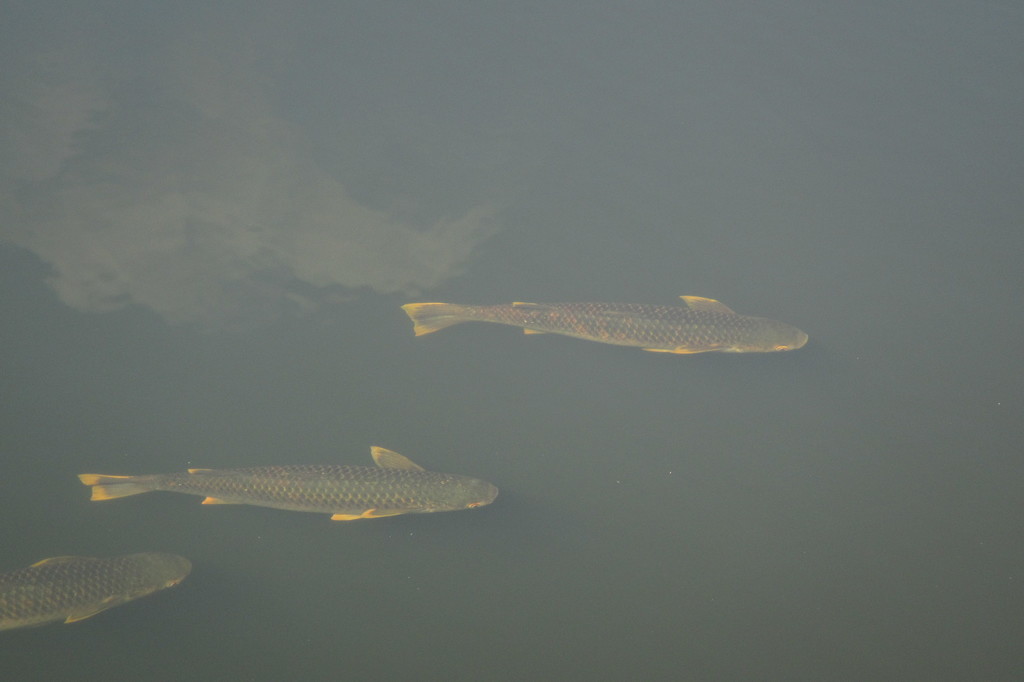 Ord River Mullet (Planiliza alata) - Marine Life Identification