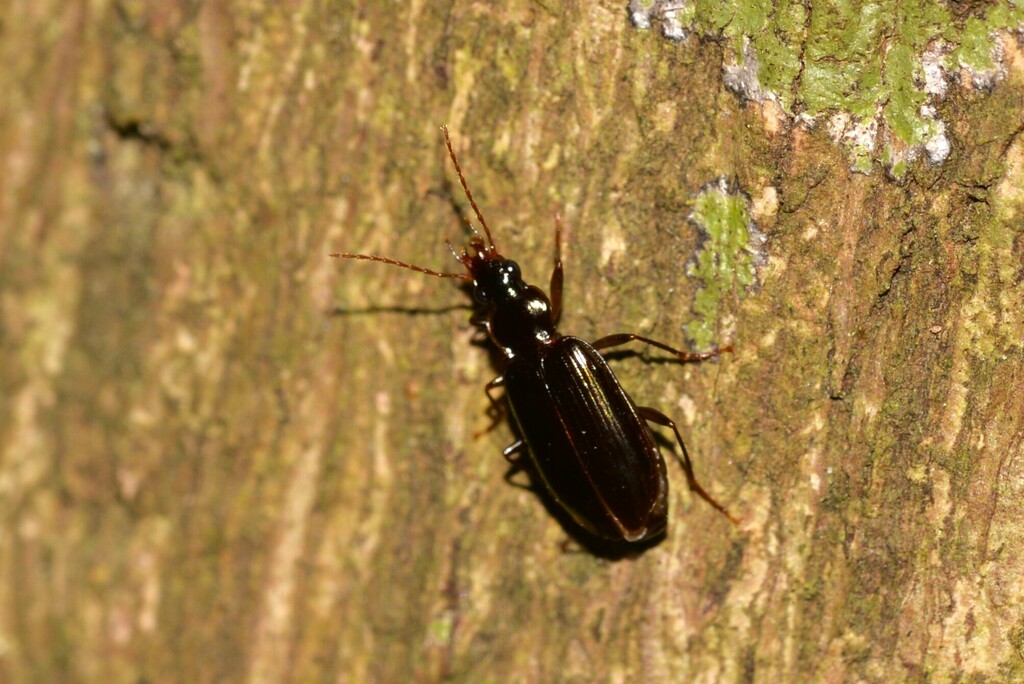 Platynini from Tamborine Mountain QLD 4272, Australia on May 26, 2023 ...