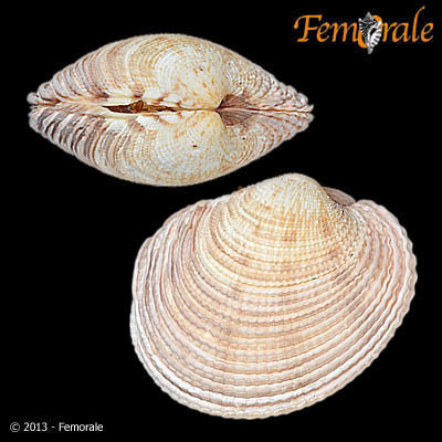 Almeja (Periglypta multicostata)
