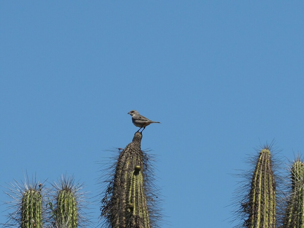 Diuca Finch from Choapa Province, Coquimbo, Chile on September 22, 2017 ...