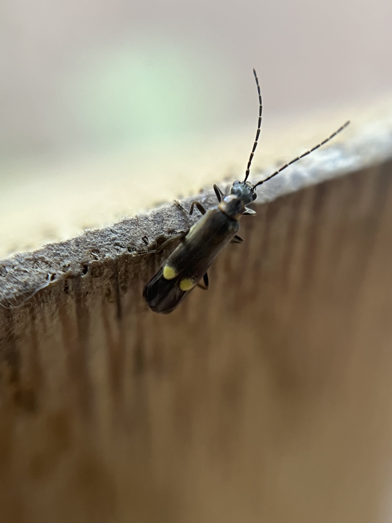 Malthodes Kiesenwetter, 1852