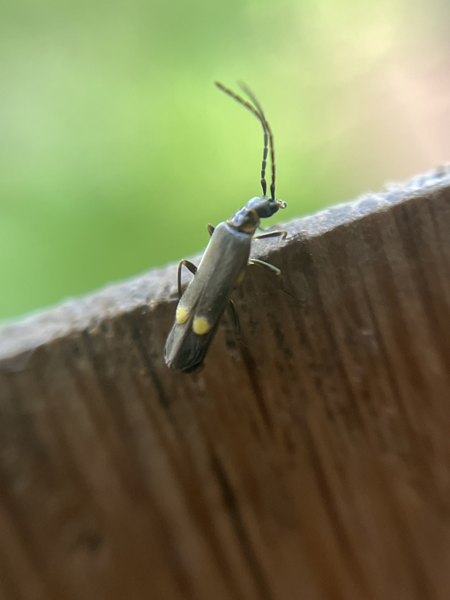 Malthodes Kiesenwetter, 1852