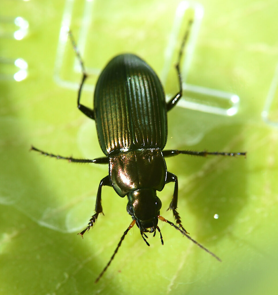 Poecilus cupreus from Coventry, UK on May 19, 2023 at 01:00 PM by Simon ...