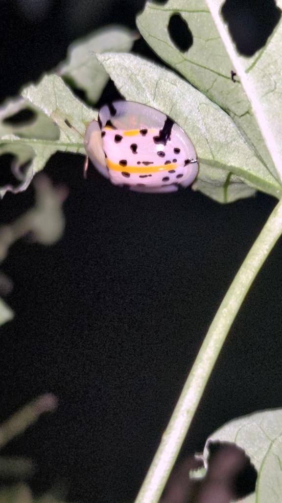 Asian Spotted Tortoise Beetle from 552台灣南投縣集集鎮八張里 on May 29, 2023 at 07 ...