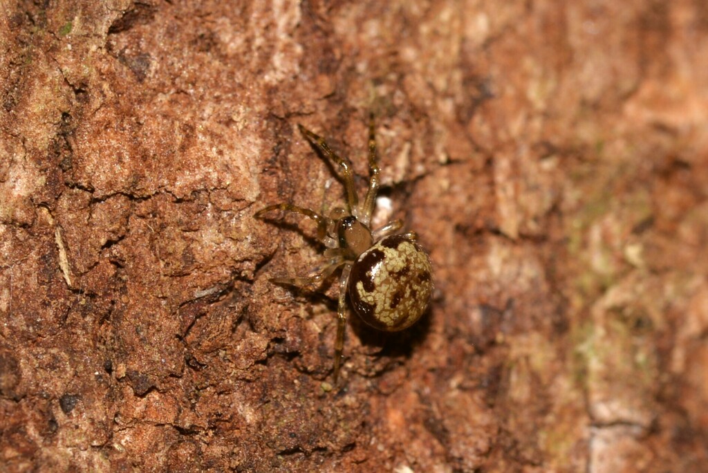 Cobweb Spiders from Tamborine Mountain QLD 4272, Australia on May 26 ...