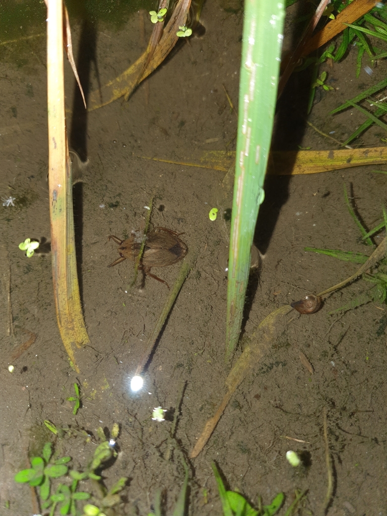 Japanese Giant Water Bug from 대한민국 경기도 양평군 on August 16, 2020 at 12:09 ...