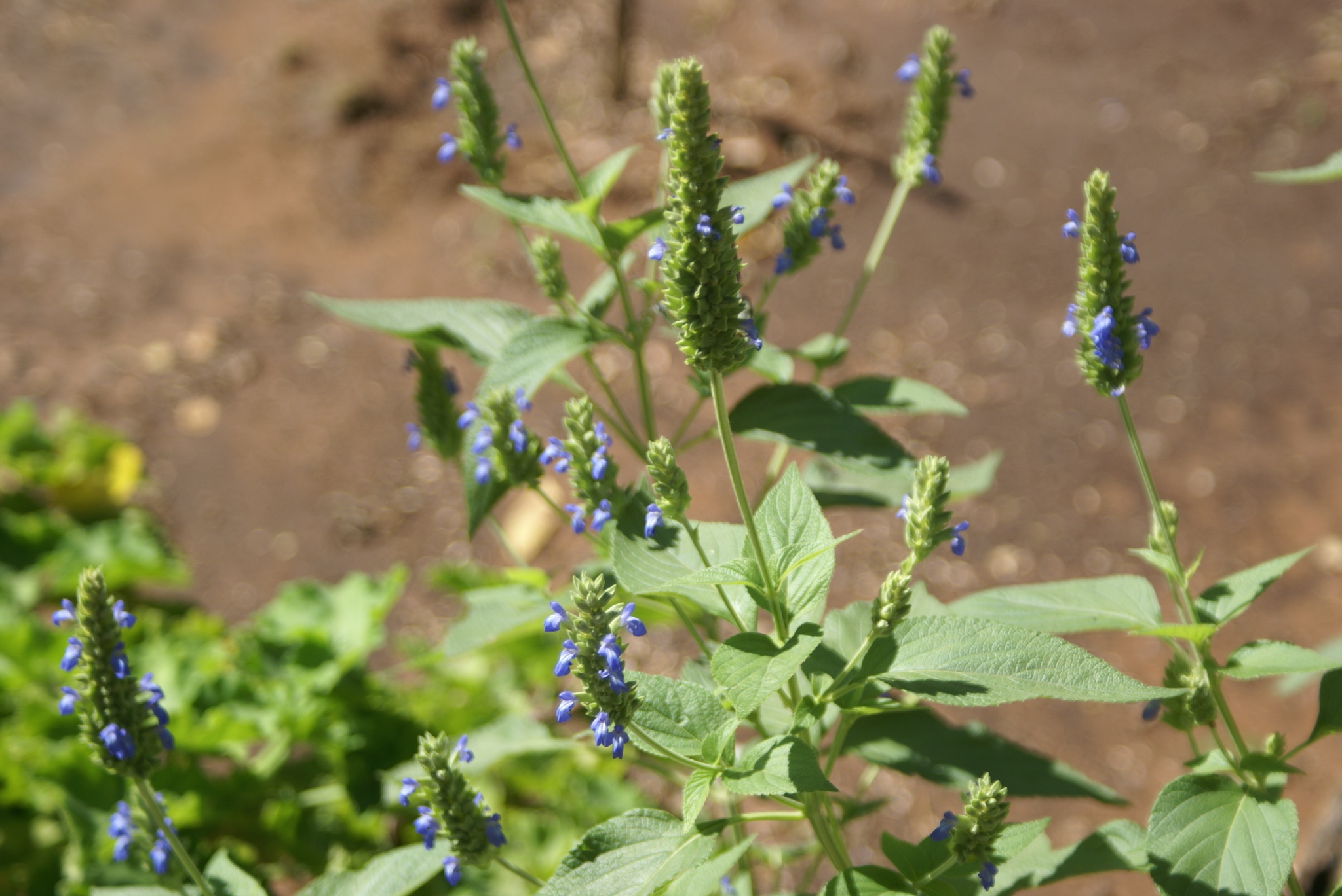 Salvia hispanica L.