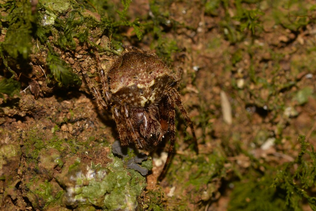 Maude's Ladder-web Spider from Tamborine Mountain QLD 4272, Australia ...