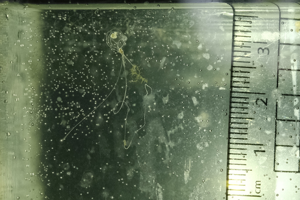 Hydrozoans from NW Bay, Dunbeg, Argyll and Bute Council, UK on May 12 ...