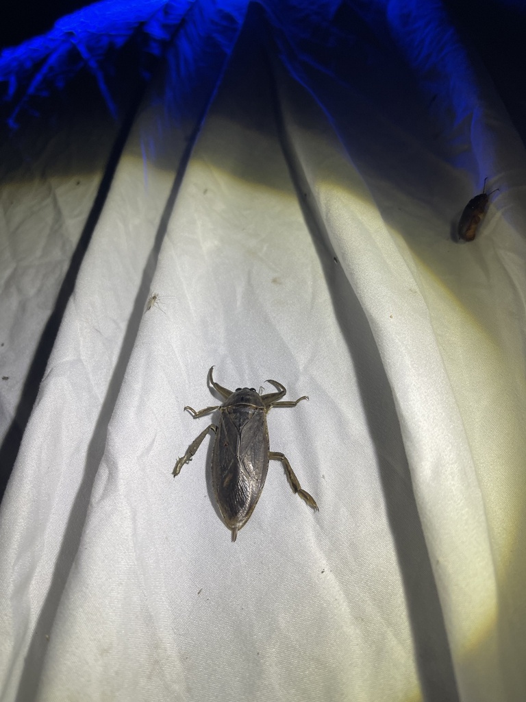 American Giant Water Bug from Pellston, MI, US on May 28, 2023 at 11:13 ...