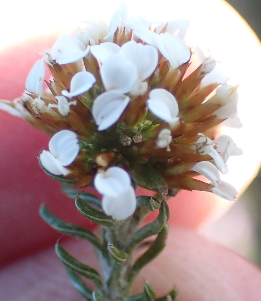 Strange Desperado from Uitzigt 216 Portion 75, Garden Route District ...