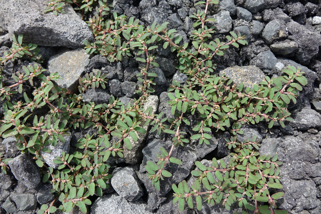 Spotted spurge from Uruti, north Taranaki on January 1, 2016 by John ...