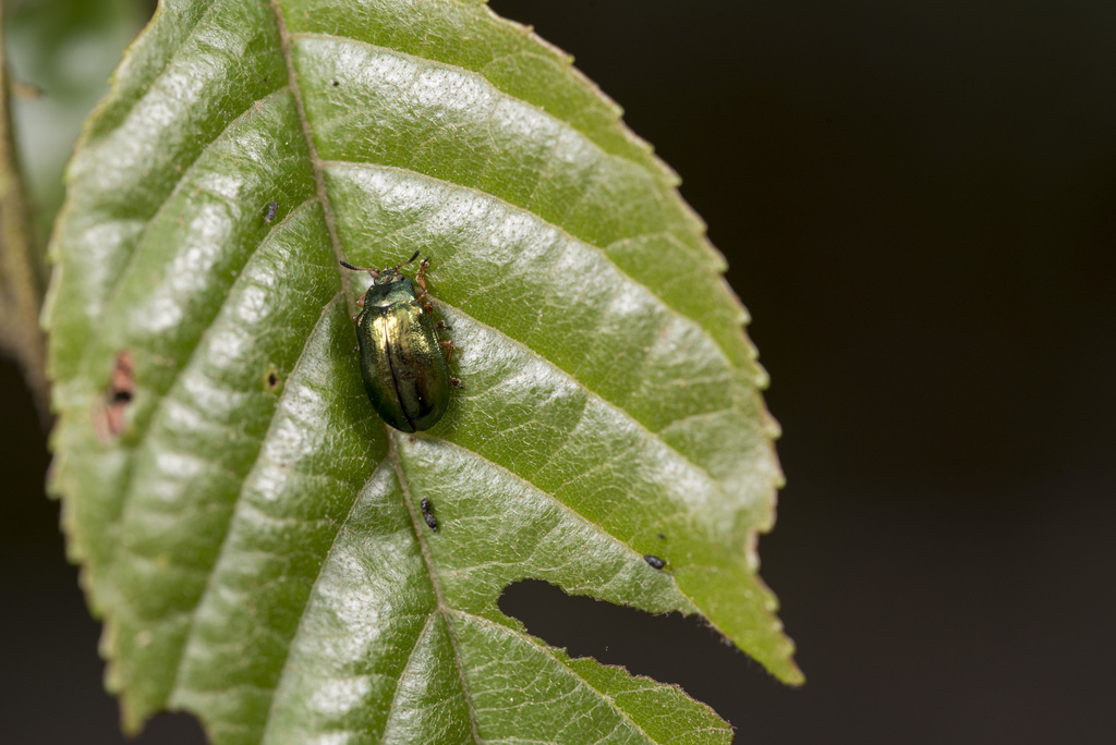 Plagiosterna formosana from 台灣宜蘭縣太平山檢查哨 on May 18, 2023 at 01:43 PM by ...