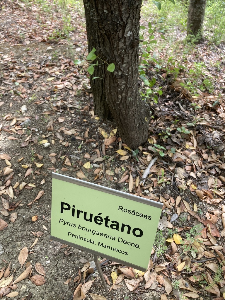 Iberian Wild Pear Tree from Jardín botánico El Castillejo, Parque ...