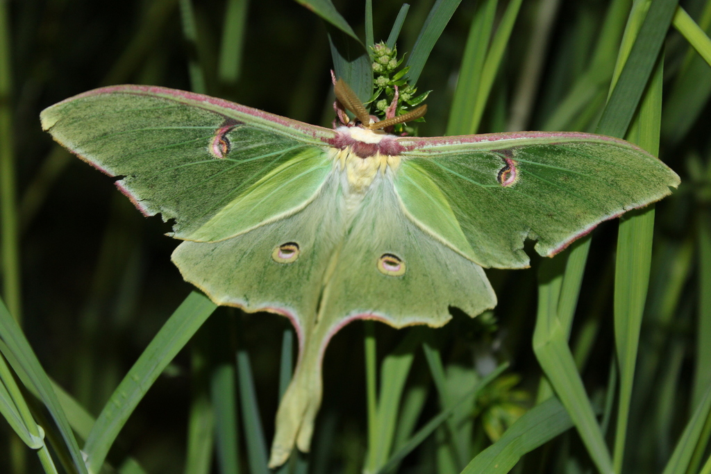 North American Luna Moth from Sibley Farm General on May 28, 2023 at 11 ...