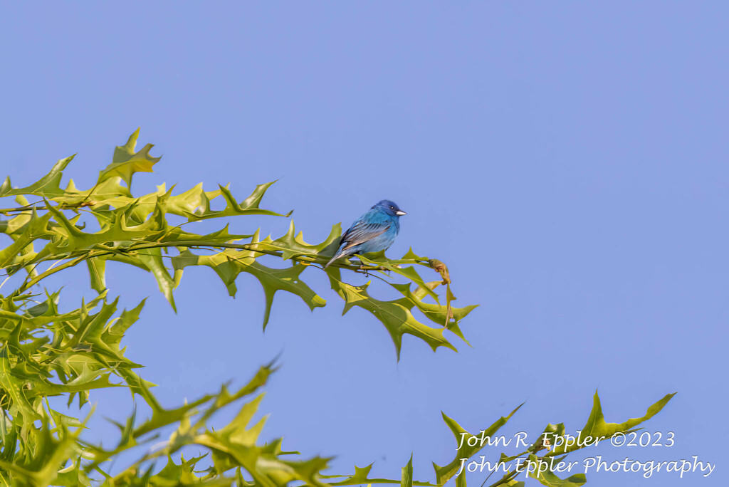 Indigo Bunting from Woodbridge, VA 22191, USA on May 27, 2023 at 05:23 ...