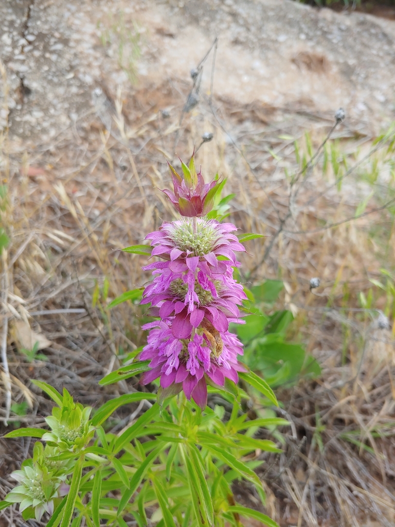 lemon beebalm from Edmond, OK 73013, USA on May 29, 2023 at 07:32 AM by ...