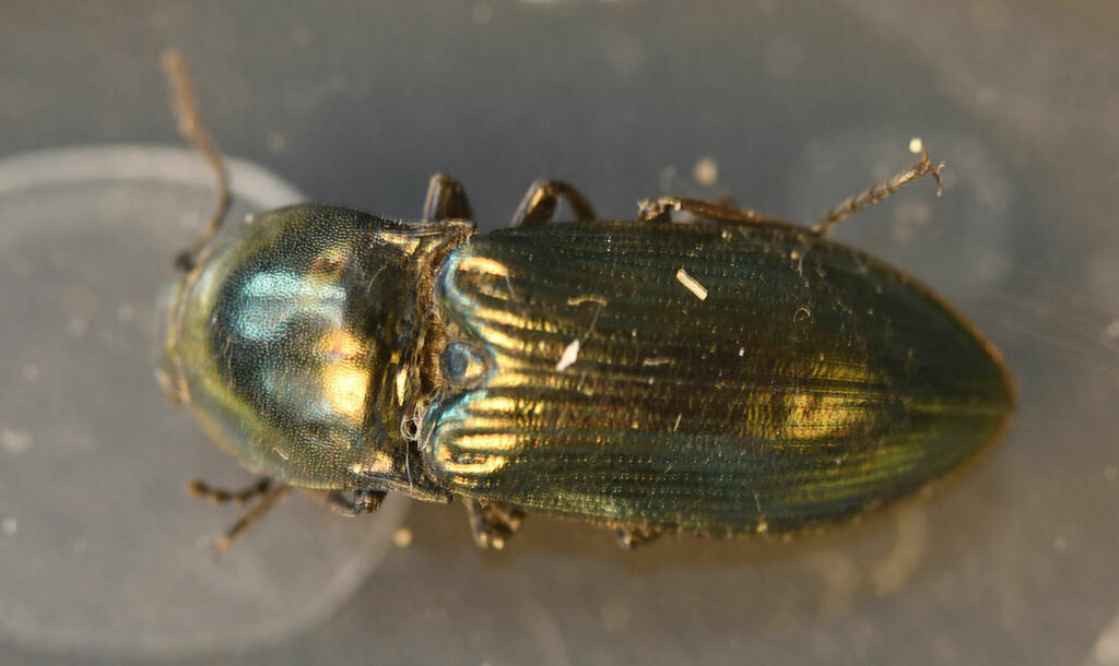 green click beetle from Leicestershire, UK on May 09, 2023 at 01:33 PM ...