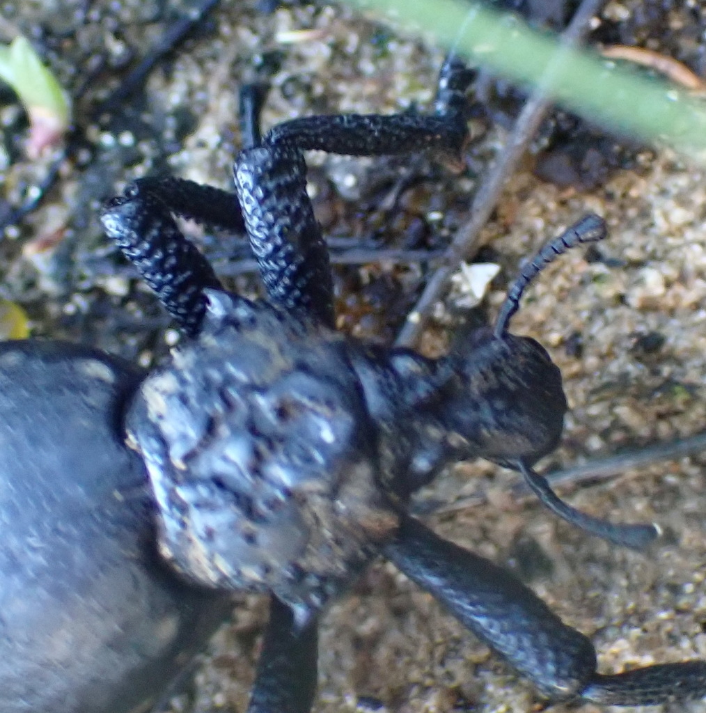 Lily Weevils from Uitzigt 216 Portion 75, Garden Route District ...