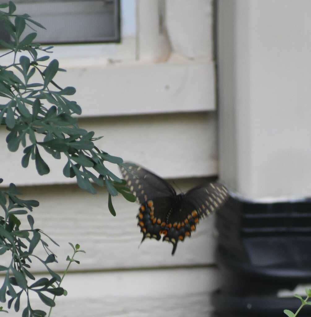 Black Swallowtail from 3513 Hearst Castle Way, Plano, TX 75025, USA on ...