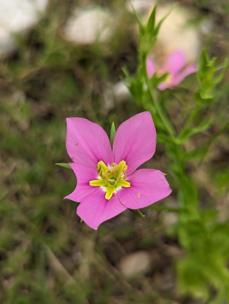 Meadow Pink from Glen Rose, TX 76043, USA on May 27, 2023 at 01:30 PM ...