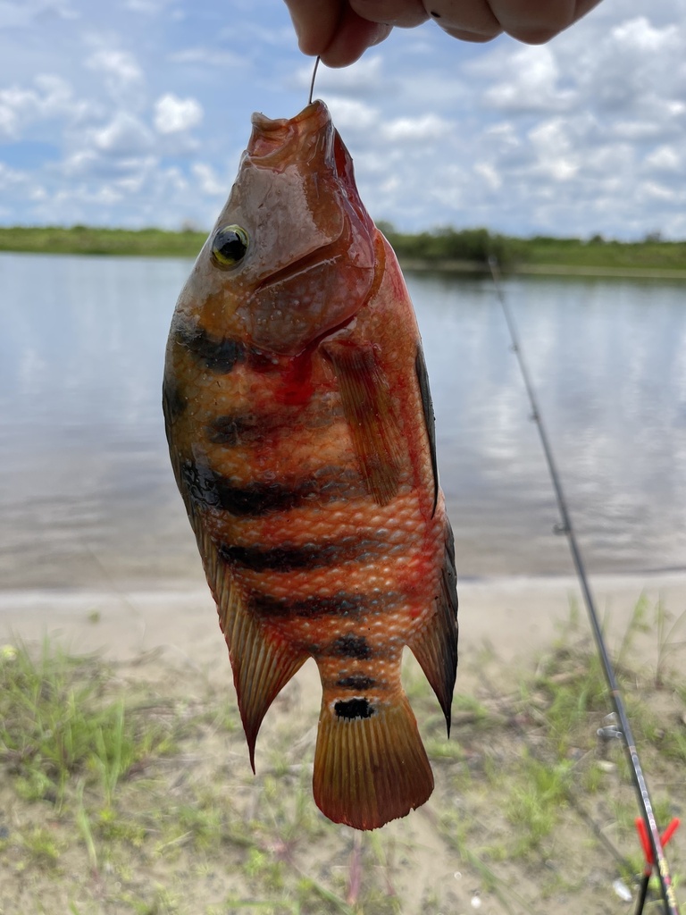 Mayan Cichlid from Kissimmee River, Avon Park, FL, US on May 21, 2023 ...