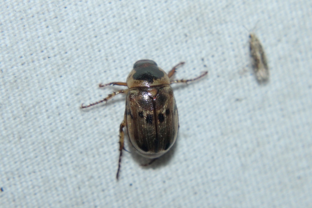 Oriental Beetle from NW Suzanne Terr, Burleson, TX, US on May 28, 2023 ...