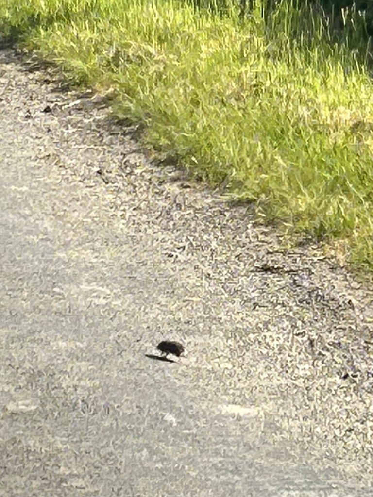Field Vole from Tritlington and West Chevington CP, Morpeth, England ...