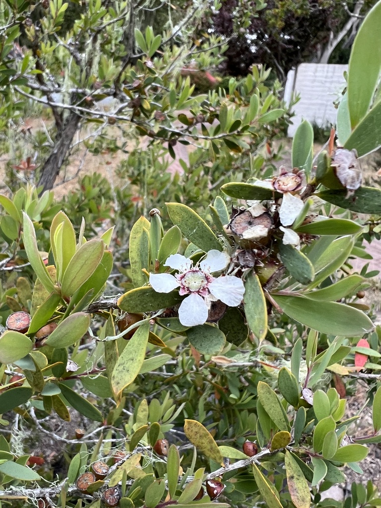 Australian Tea Tree from Hooper Ln, Monterey, CA, US on May 29, 2023 at ...