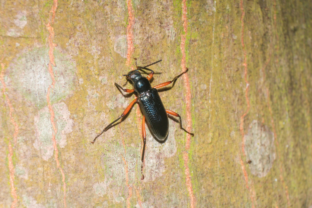 Strongylium erythrocephalum from Tuen Mun-PAHE on May 28, 2023 at 09:40 ...