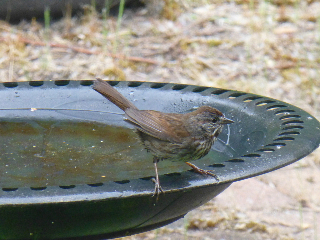 Song Sparrow in May 2023 by Mitch · iNaturalist