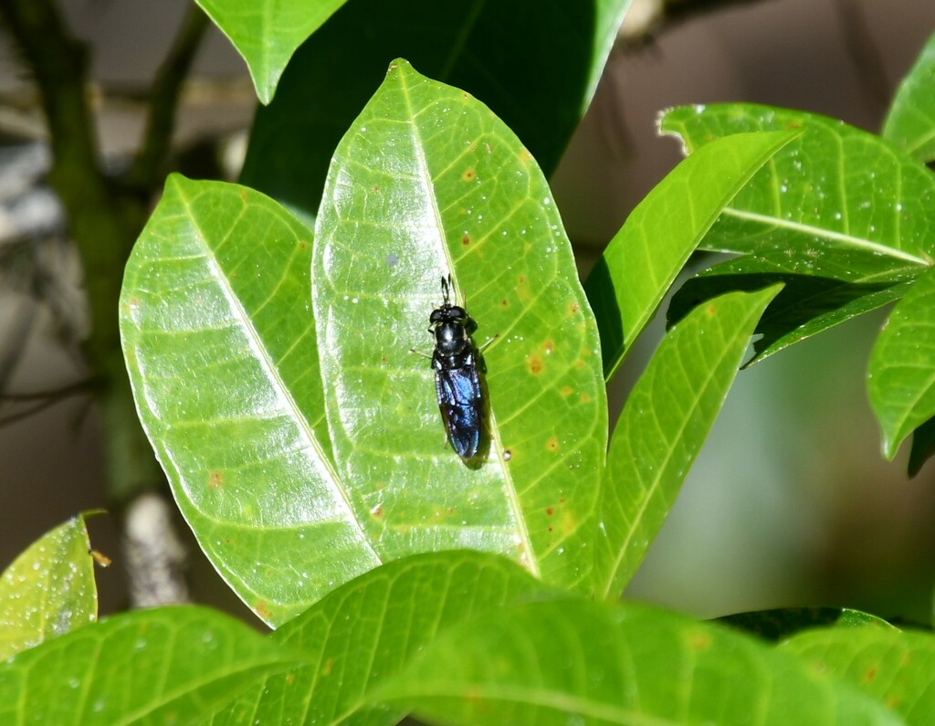 Black Soldier Fly from Barron Gorge QLD 4870, Australia on May 23, 2023 ...