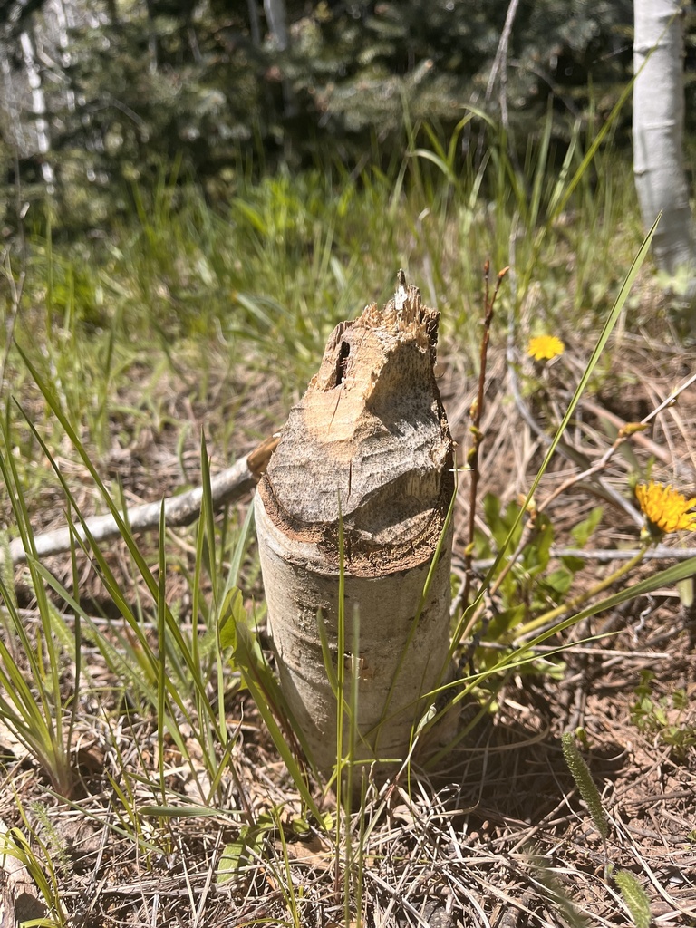 American Beaver from San Juan National Forest - Headquarters, Pagosa ...