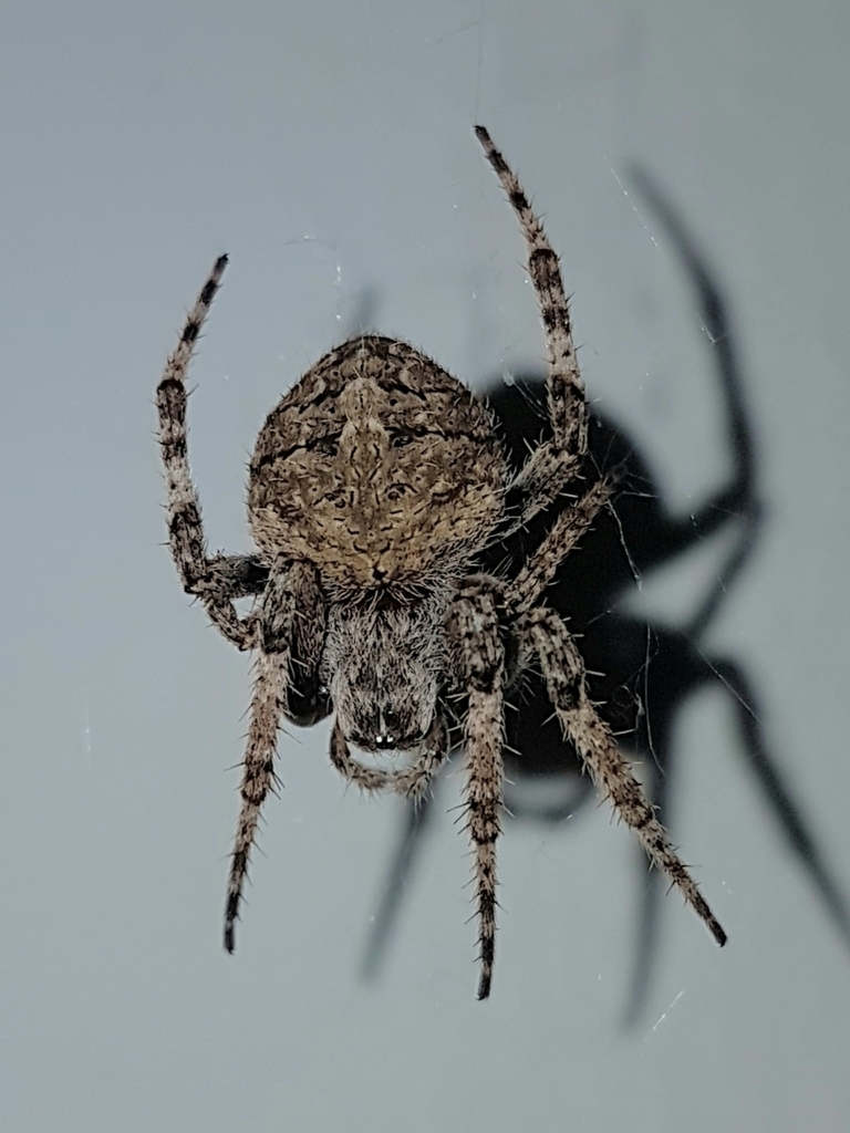 Common Hairy Field Spider from Sterkfontein DMA, South Africa on April ...