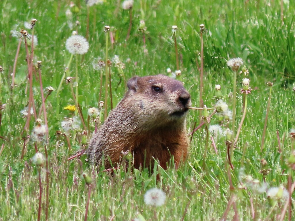Groundhog from Health Valley Trail, Waterloo, Waterloo Regional ...