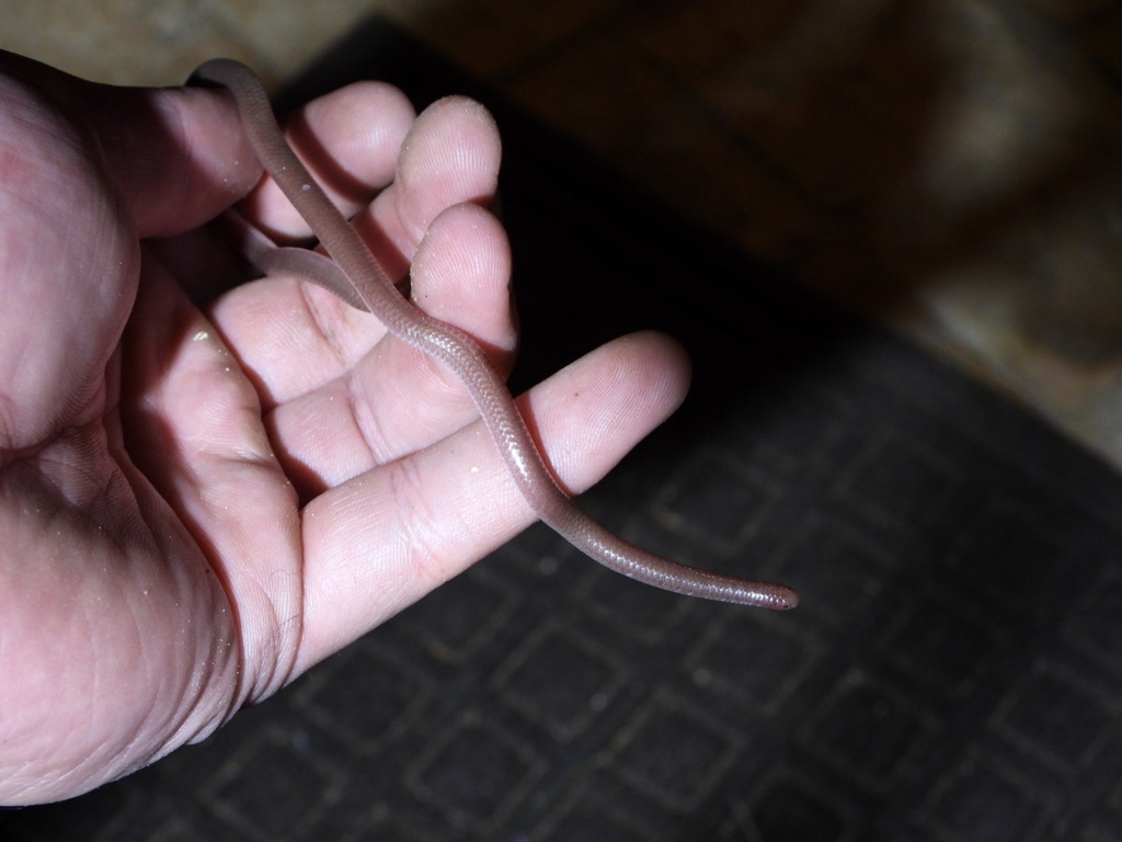 Texas Blind Snake in May 2023 by downtodanny · iNaturalist