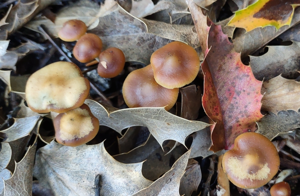 Wavy Cap in November 2022 by angeliqueva. Found in woodchips · iNaturalist